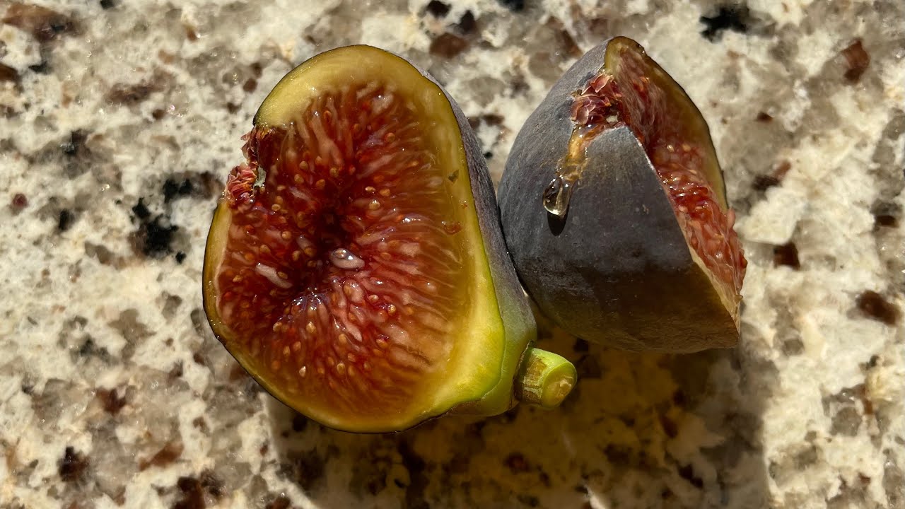 Italian 258 10/15/22 #fig tasting - YouTube