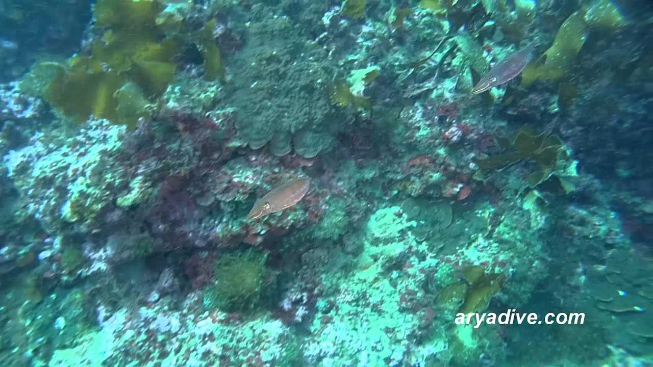 참갑오징어(Sepia esculenta)~ Golden cuttlefish,Cuttlefish - YouTube