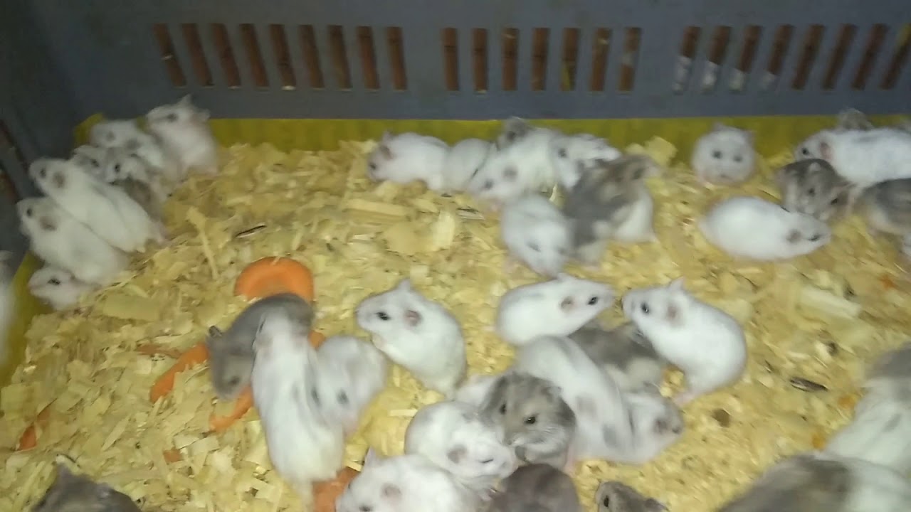 Cría de hamster Russo - YouTube