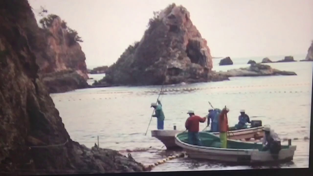Dolphin Slaughter at “The Cove”, Taiji, Japan - YouTube