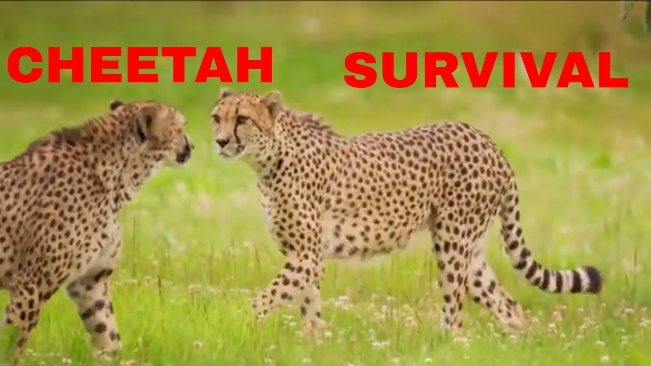 How Cheetah survives In Their Harsh Environment(14 Cheetah Adaptations ...