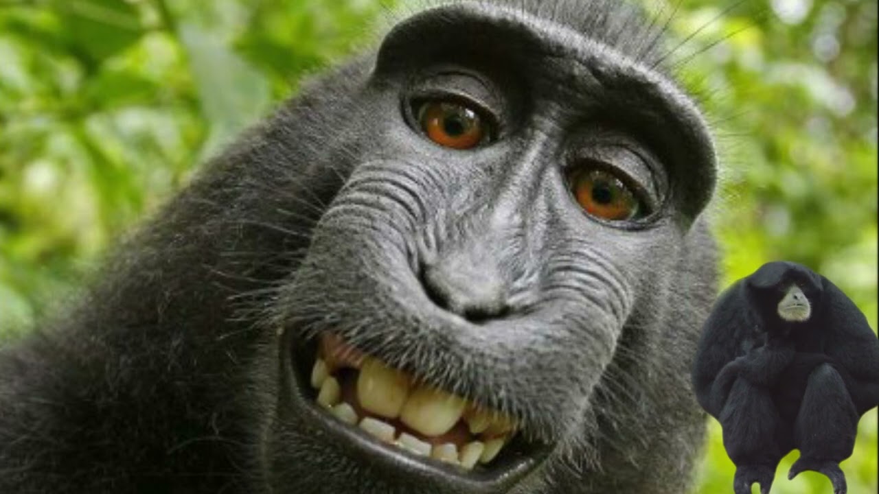 EPIC monkey video!!!! - YouTube