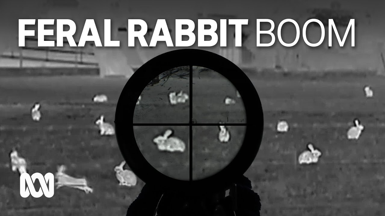 Professional shooters killing more than 1,000 rabbits a night in rain ...