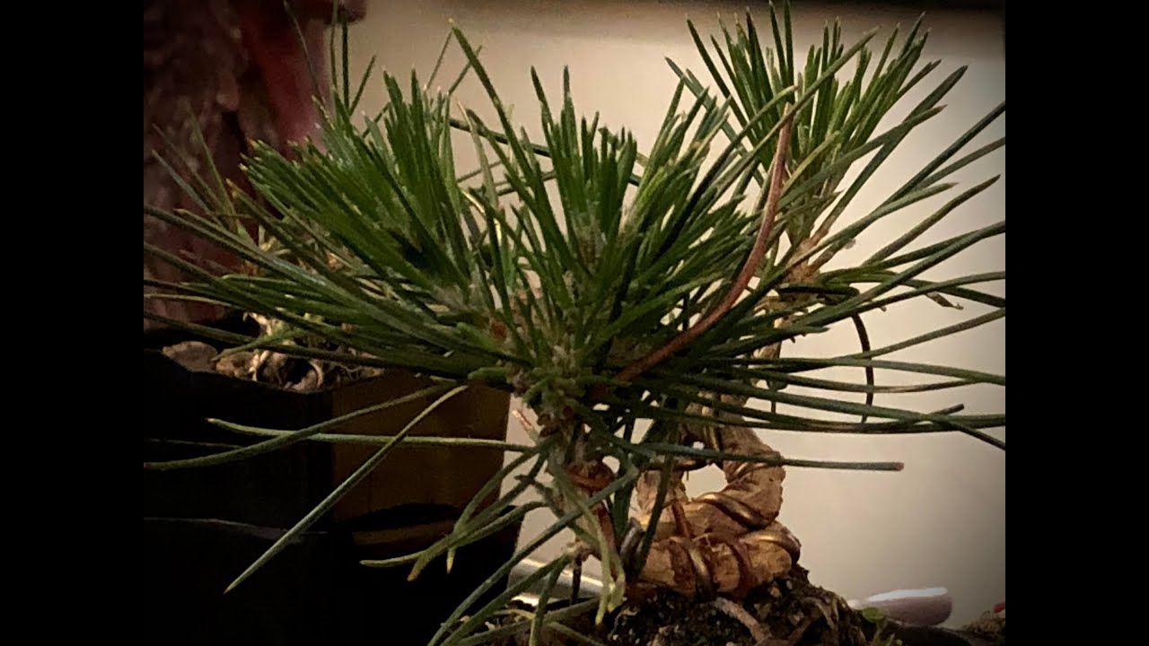 Patricia O'Connor, The Bonsai Balcony: Keeping our Black Pines small ...