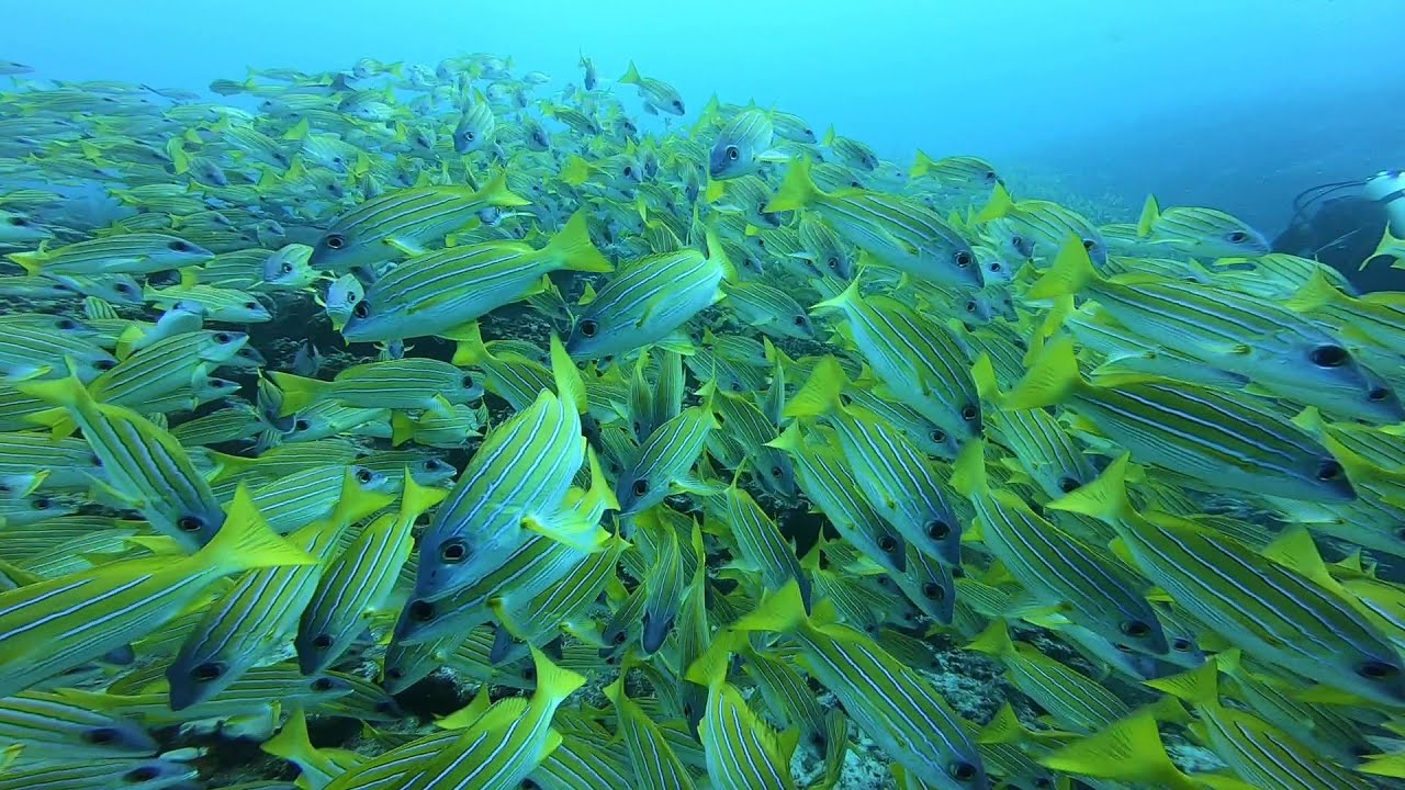 Jata riba uz koralni greben - YouTube