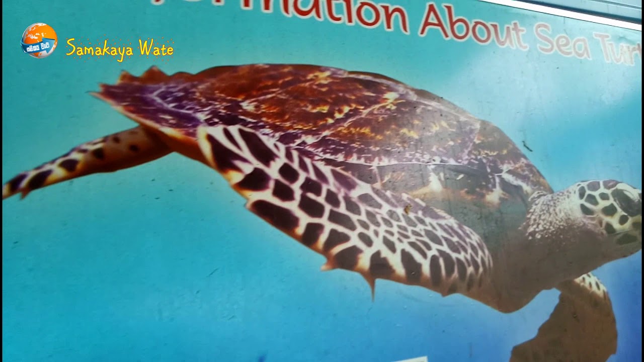 Turtle Hatching Season Sri Lanka, Ahungalla | අහුන්ගල්ලේදී කැස්බෑවන්ට ...