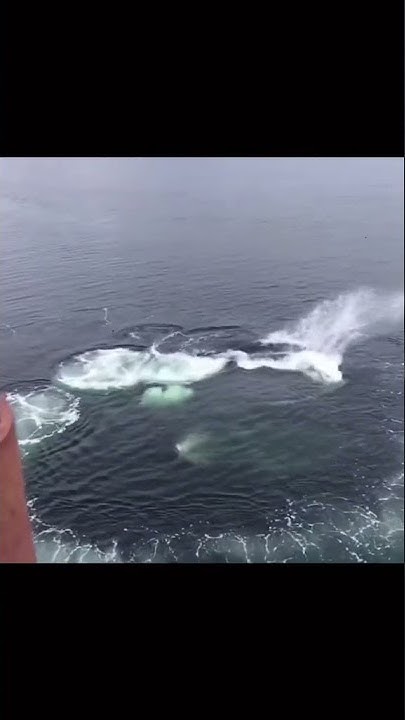 돌고래 초음파#shorts - YouTube