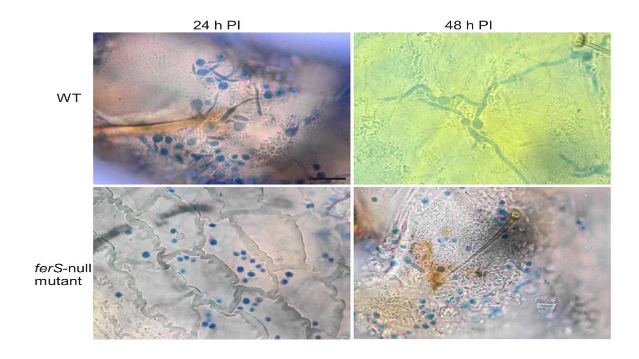Insect pathogenesis by the fungus Beauveria bassiana - YouTube