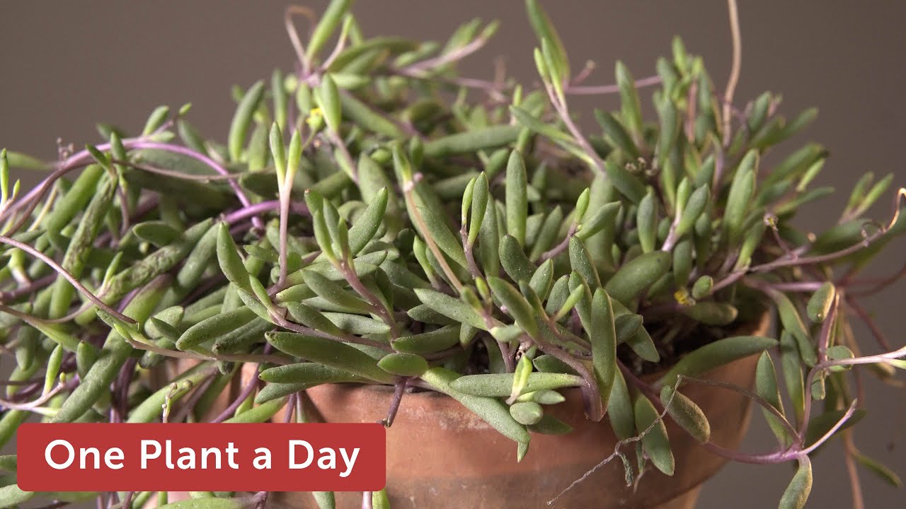 Crassothonna capensis (String of Pickles) 'Ruby Necklace' Houseplant ...