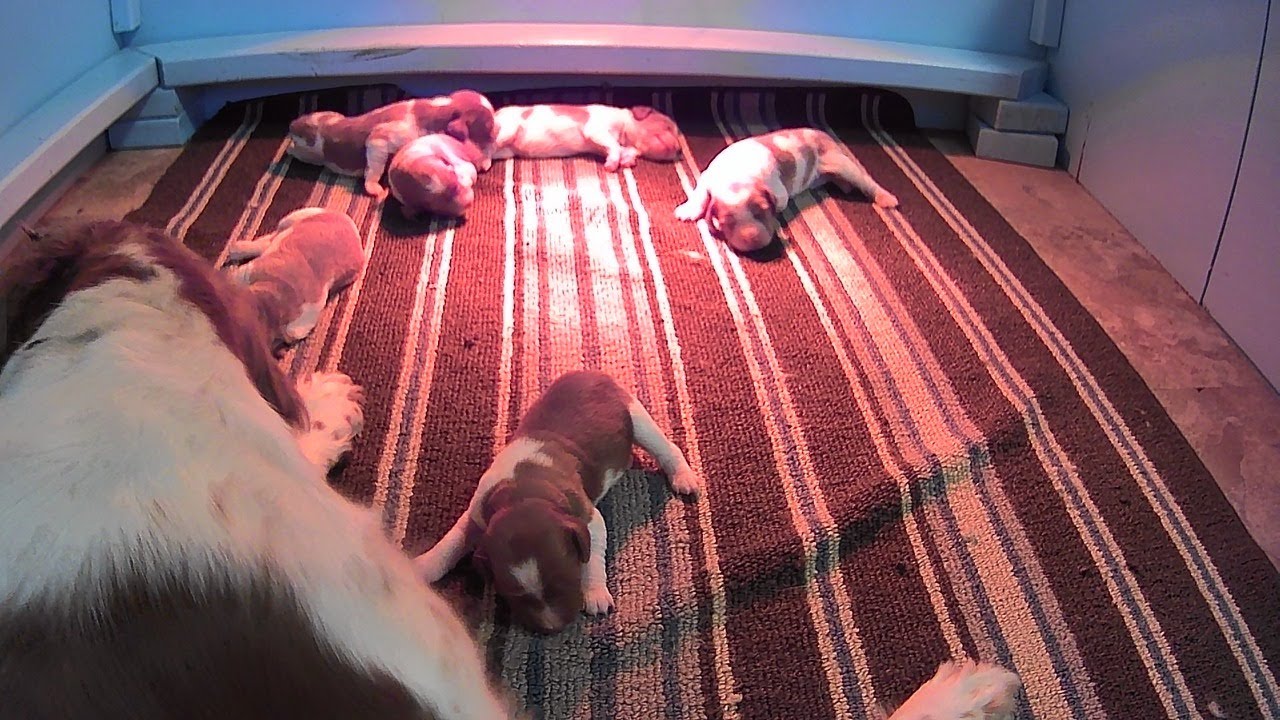 Language of Love Litter - week 1 - YouTube