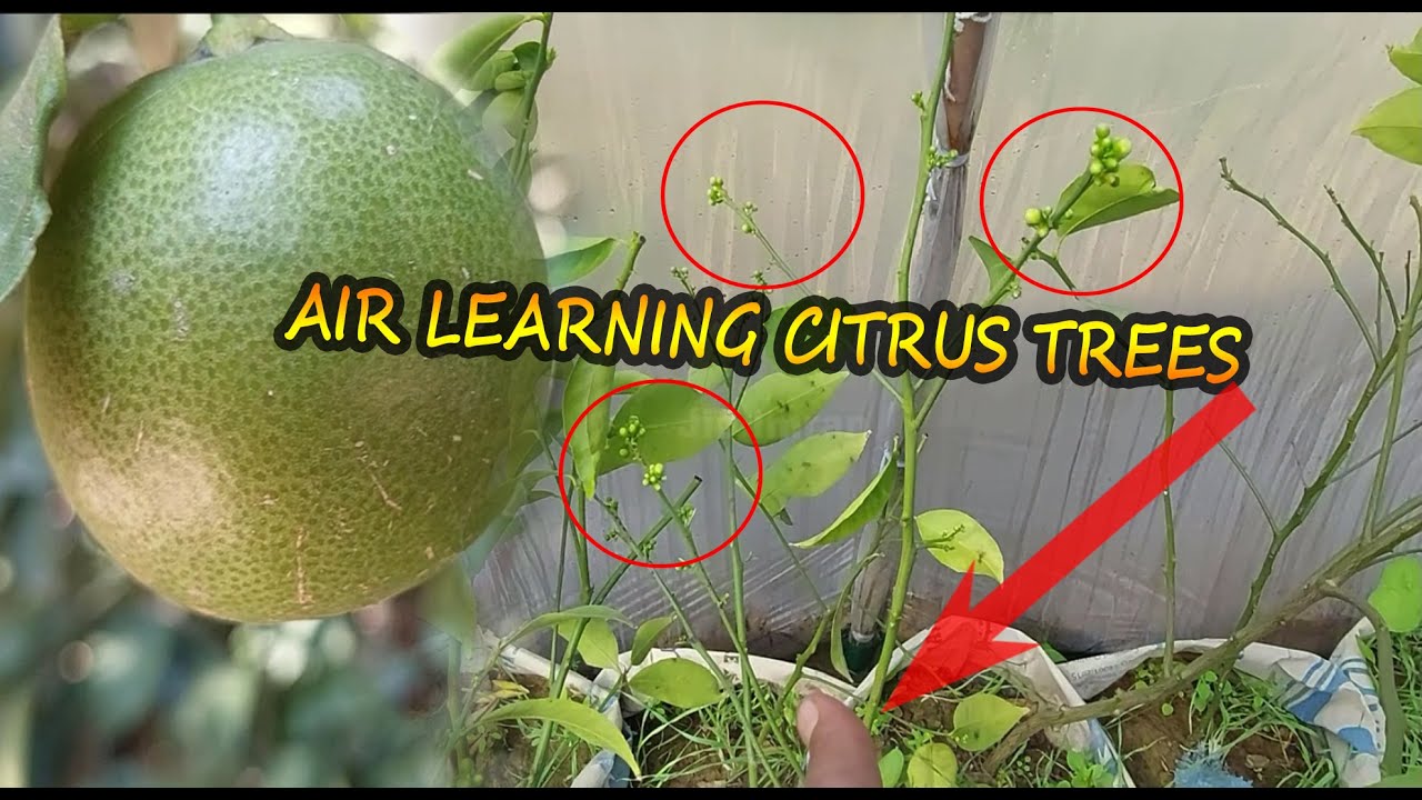 AIR LEARNING CITRUS TREES || Lemon Air Layering Time || Air Layering ...