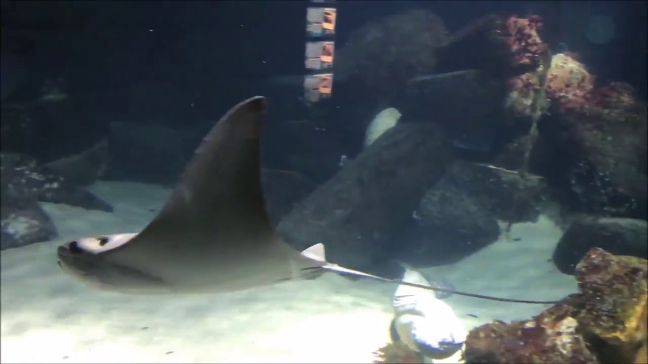 Sea Life Munich Germany Sharks Fishes - YouTube
