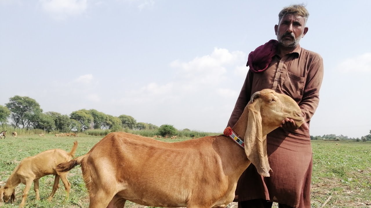 Top Class Desi Sialkoti Bakriyan ||Goat farming ||punjab pakistan - YouTube