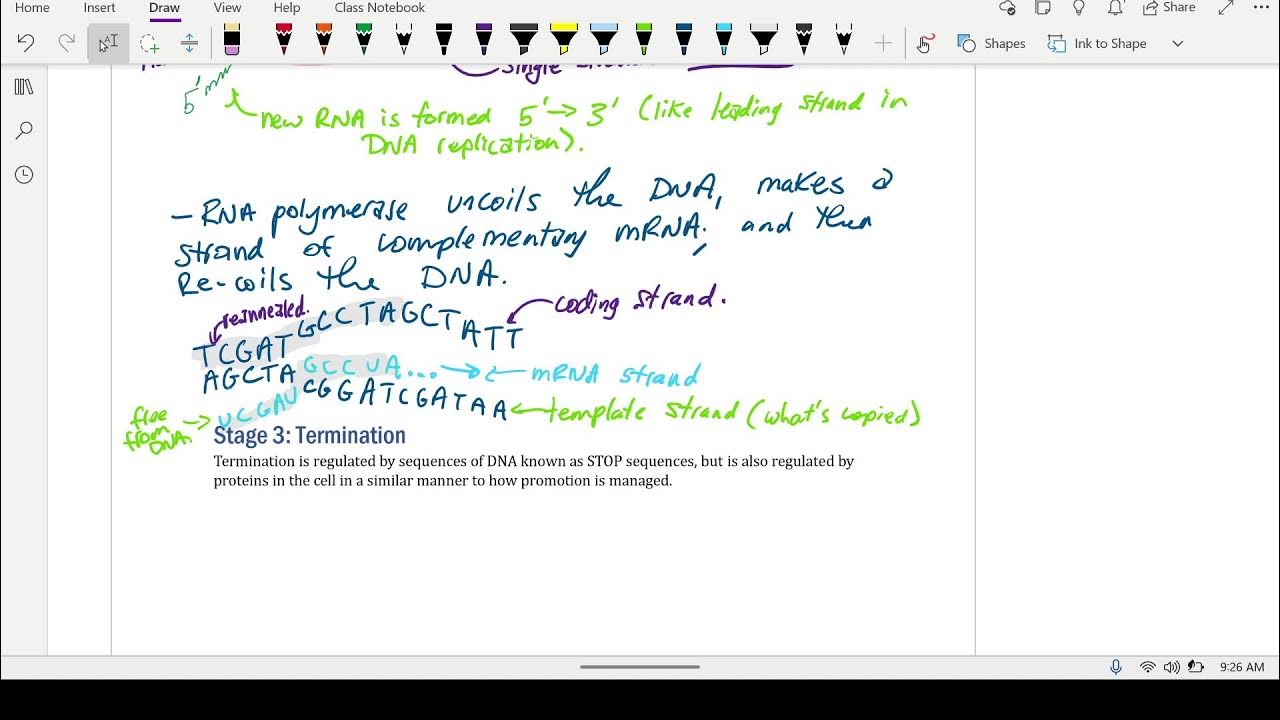 SBI4U - Lesson 3.3 - DNA Transcription - YouTube
