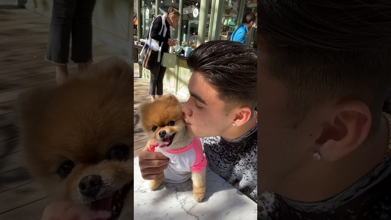 jiffpom 199 jiffpom💗@jiffpom Official TikTok - YouTube