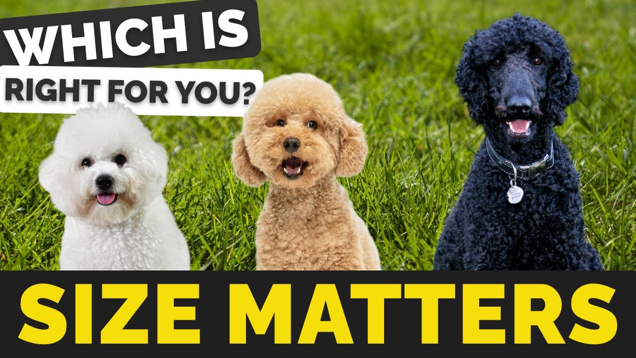 What is your Ideal Poodle size? - YouTube
