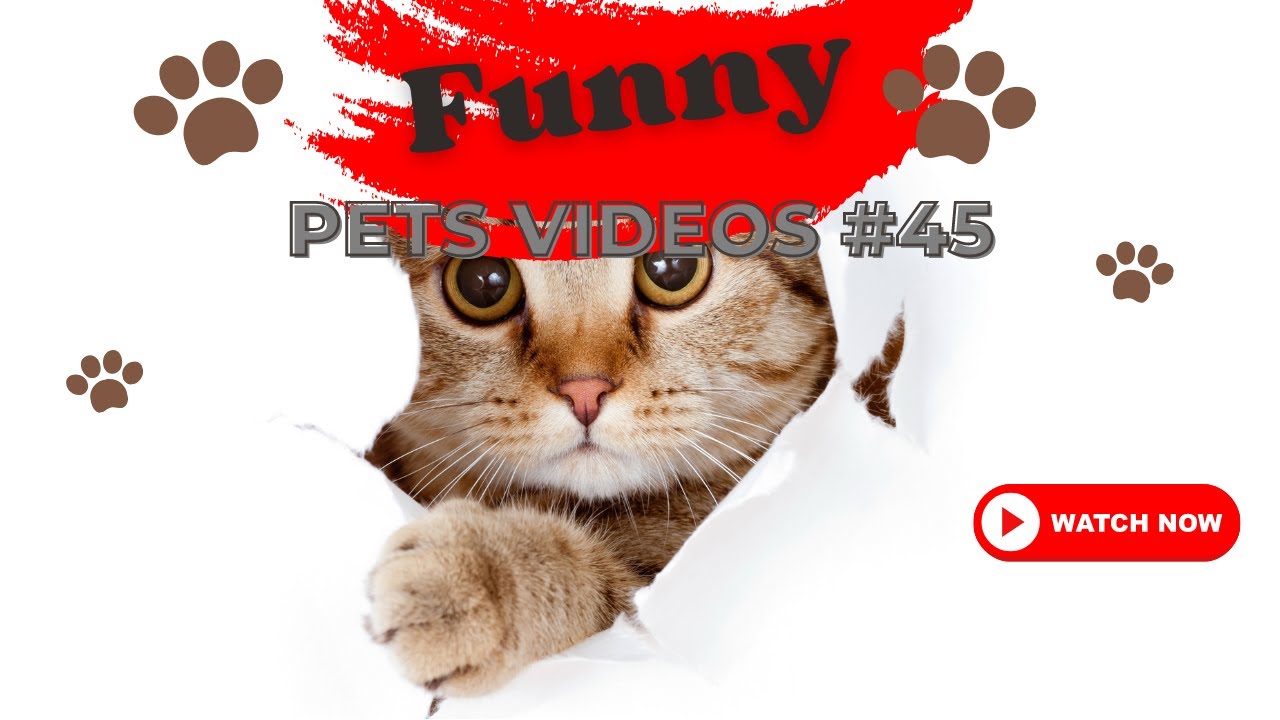 Funny Cute Pets Videos #45 - YouTube