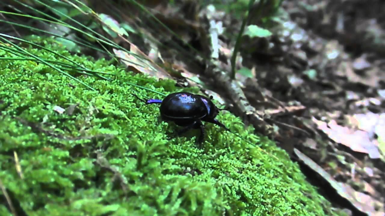 Chrobák na vrcholu hory Grybla - YouTube