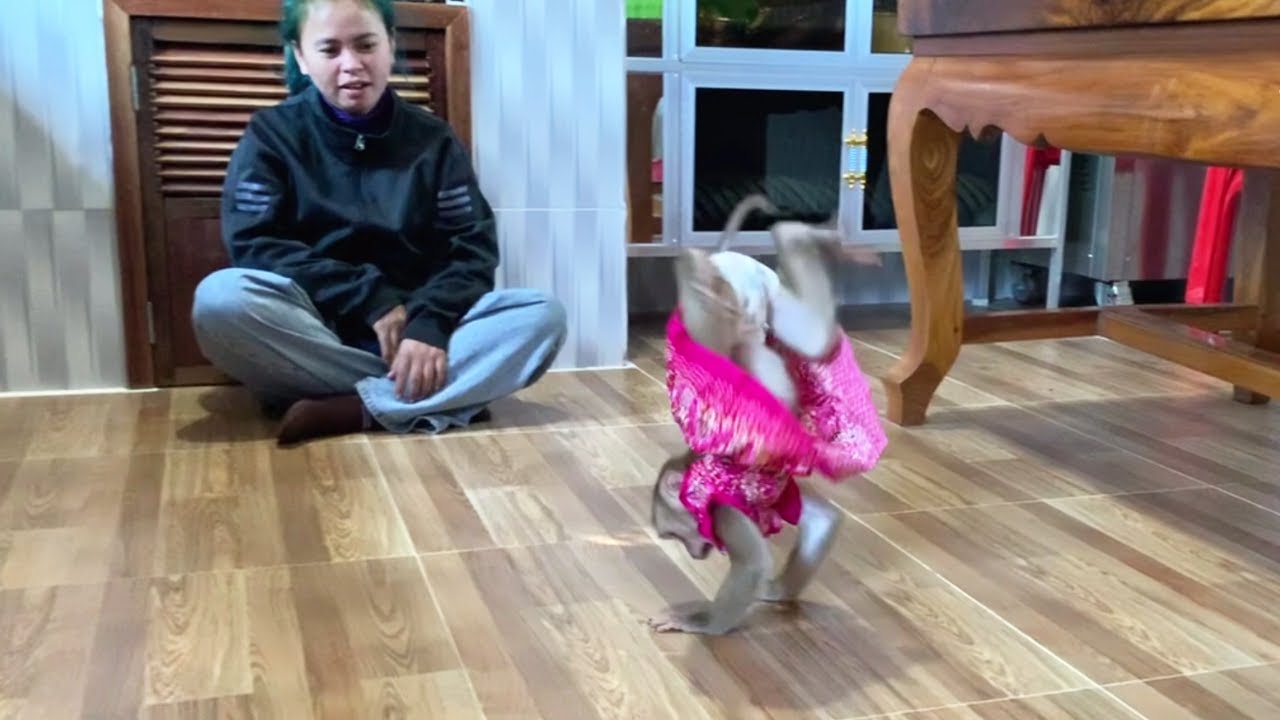 Baby Monkey Hailey Walk Two Hand Amazing - YouTube