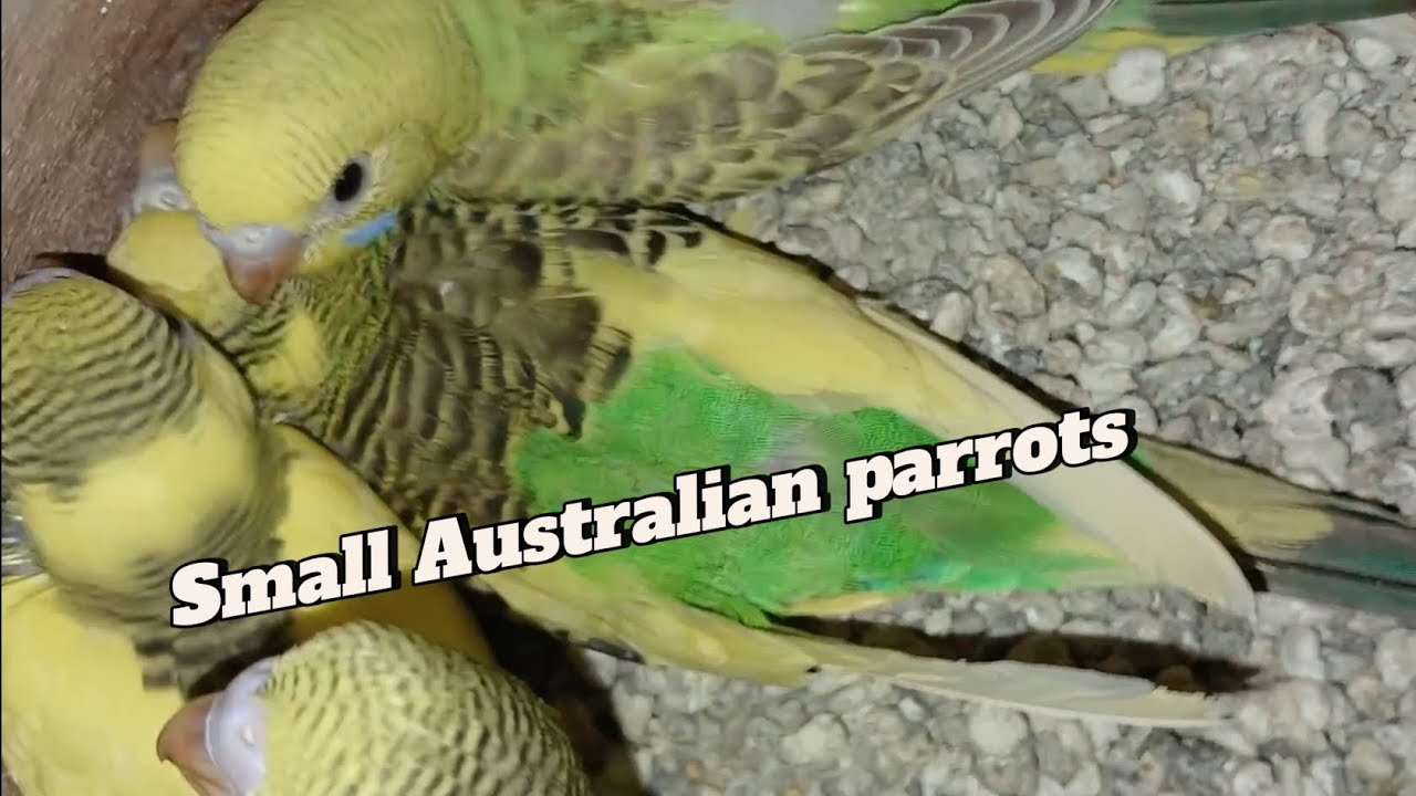 Small beautiful Australian parrots 🦜 😍 - YouTube