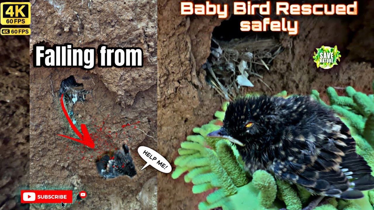 Small little Bird saved from the hole 🕳️ | rescued small bird live 🐦| # ...