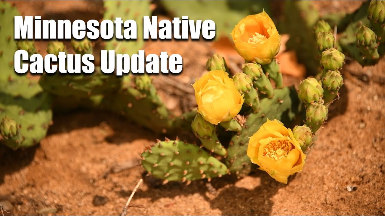 MN Native Cactus Update - In Bloom! - YouTube