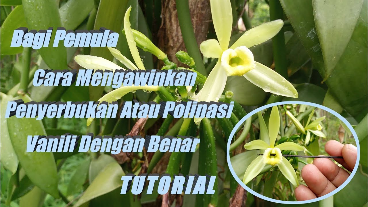 Cara Mengawinkan Bunga Vanili || Cara Polinasi Bunga Vanili ...