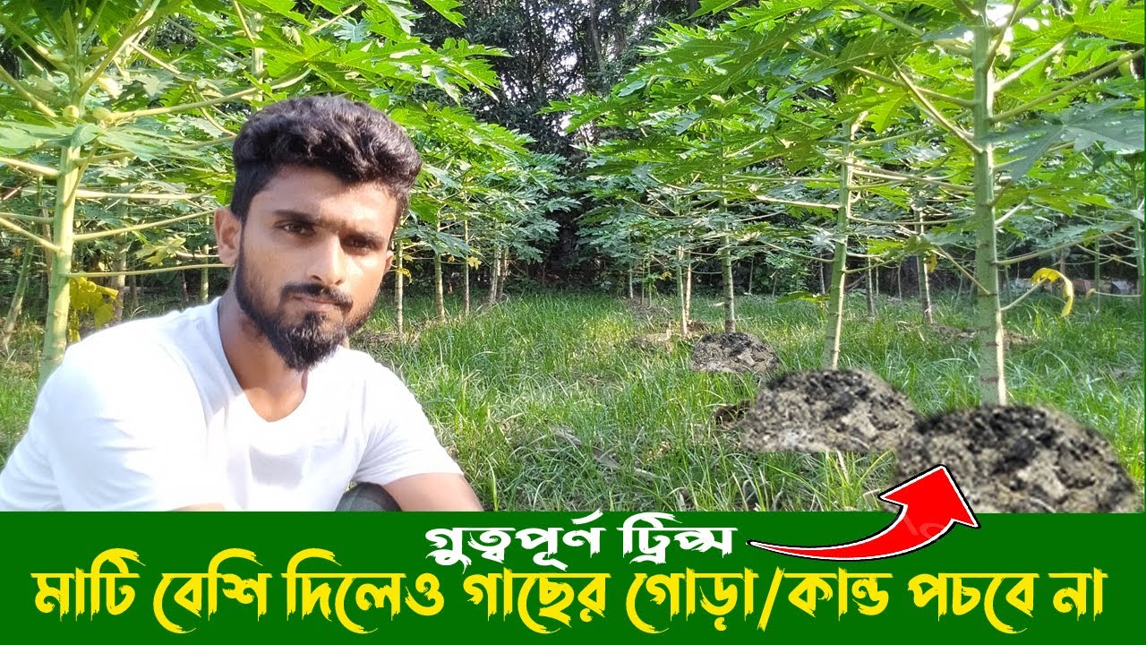 Rule of giving soil at the base of papaya tree | Root rot disease ...