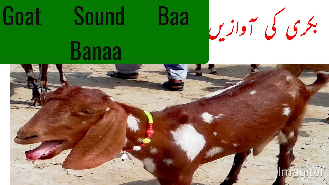 How Gaot Screaming || Goat Baa_3 || Goat Sound Loudaly Jatal Goat Baa ...