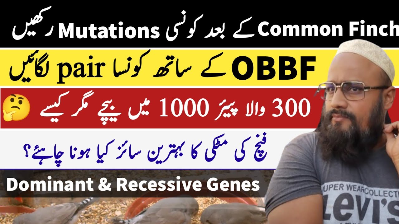 Which Mutation To Keep After Common Finch | Best Pair With OBBF | Zebra ...