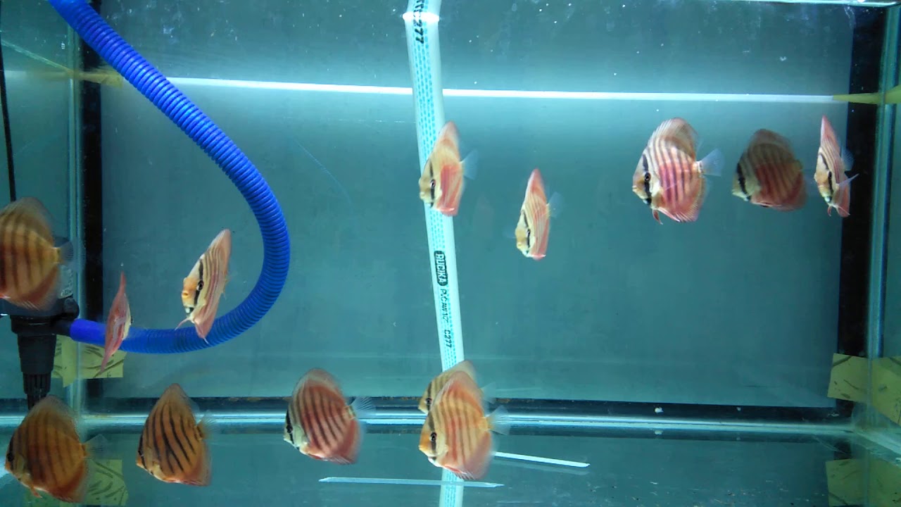 discus Sun Merah - YouTube