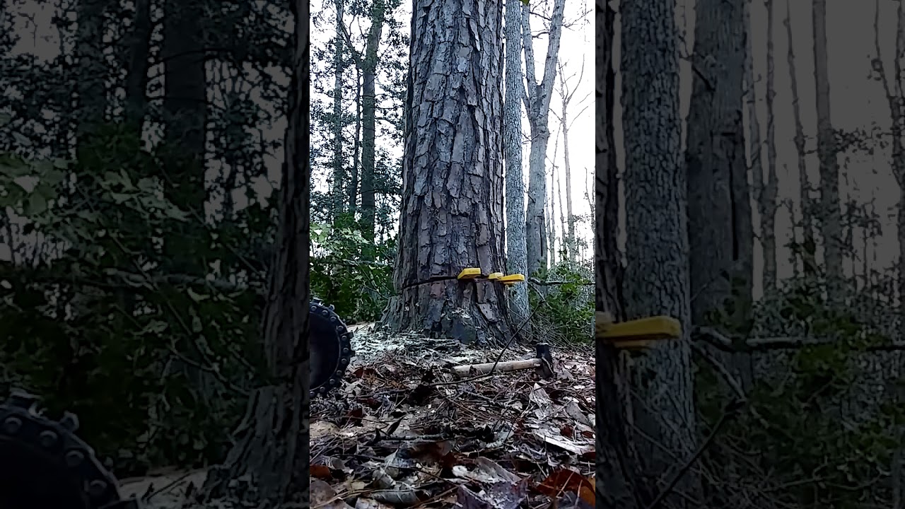 Pine tree felling - YouTube