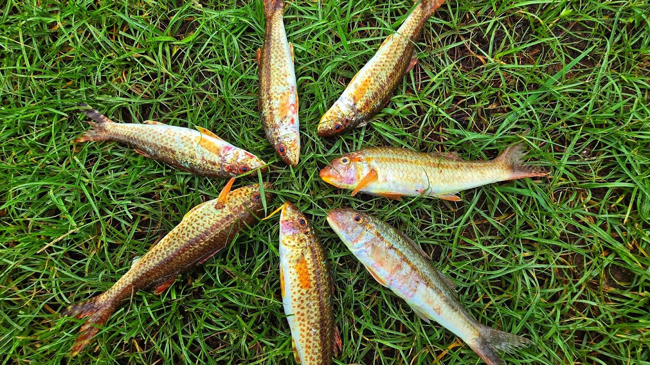 🦀🦑🦐Fresh sea foods tasty koduva fish auction at cinnamanai beach ...