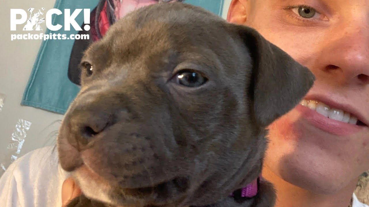 Pack UKC Pit Bull Puppies 2021 - YouTube