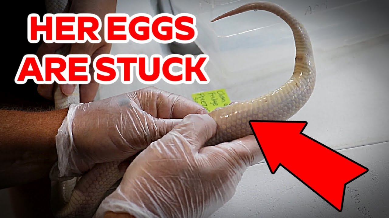 Removing Eggs From An Egg Bound Snake - YouTube