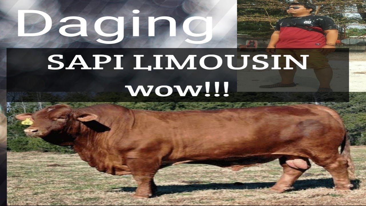 SAPI LIMOUSIN BESAR BERATNYA 1 TON LEBIHHHHH - YouTube