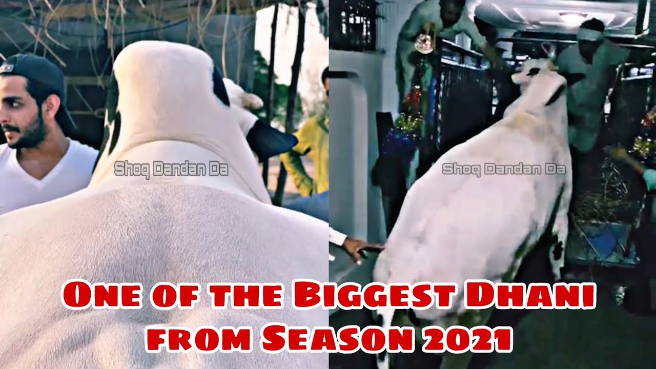 One of the biggest Dhani Bulls of this season || "BABY" of Raza ...