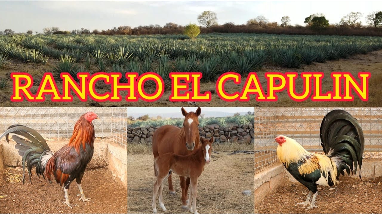 RANCHO EL CAPULIN | GALLOS Y RANCHOS - YouTube