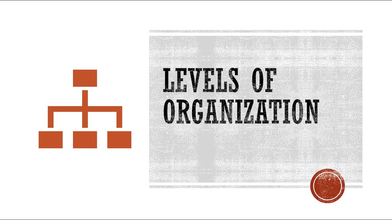 Levels of Organization in the Human Body - Anatomy & Physiology - YouTube