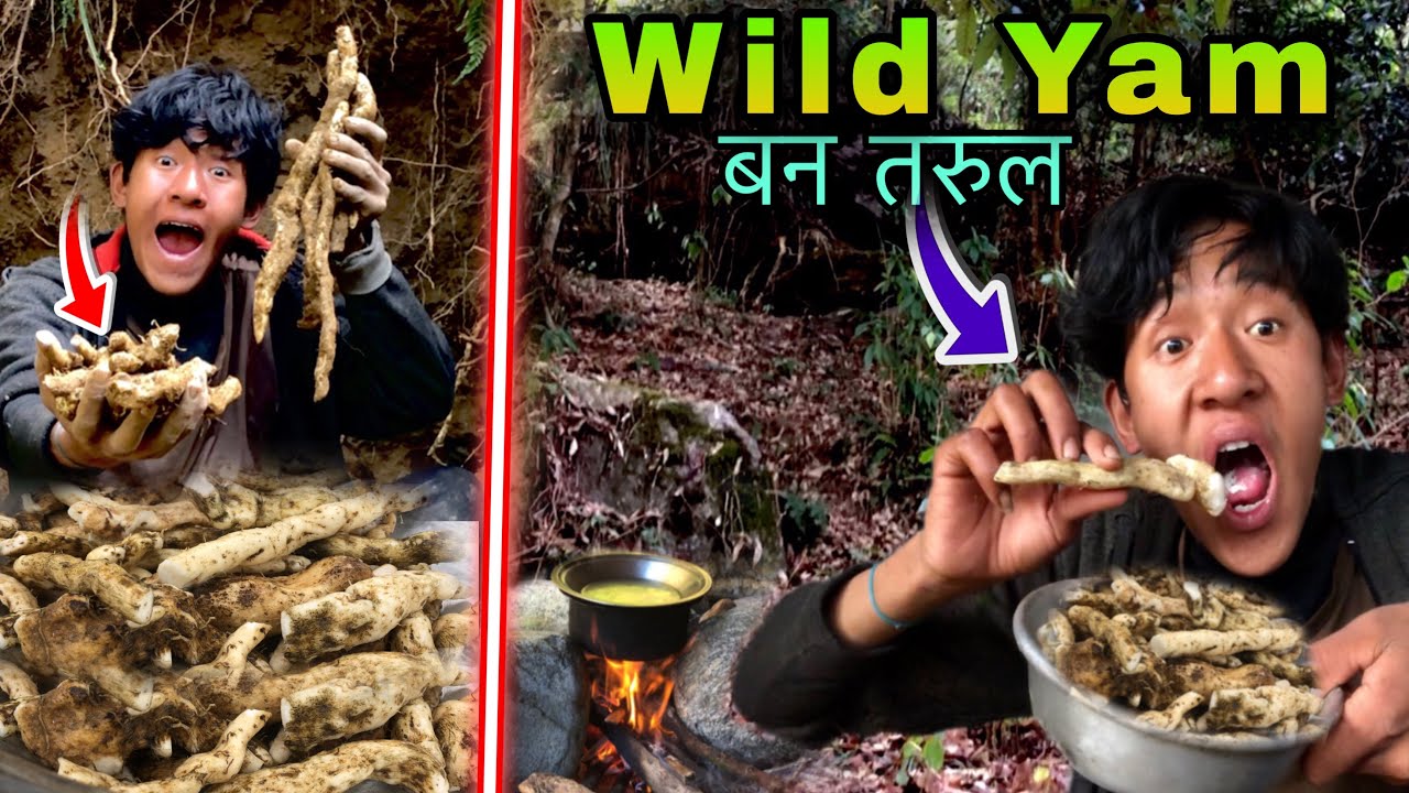 Wild Yam Hunting, Cooking & Eating in Forest ! Wild Yam in Nepal # ...