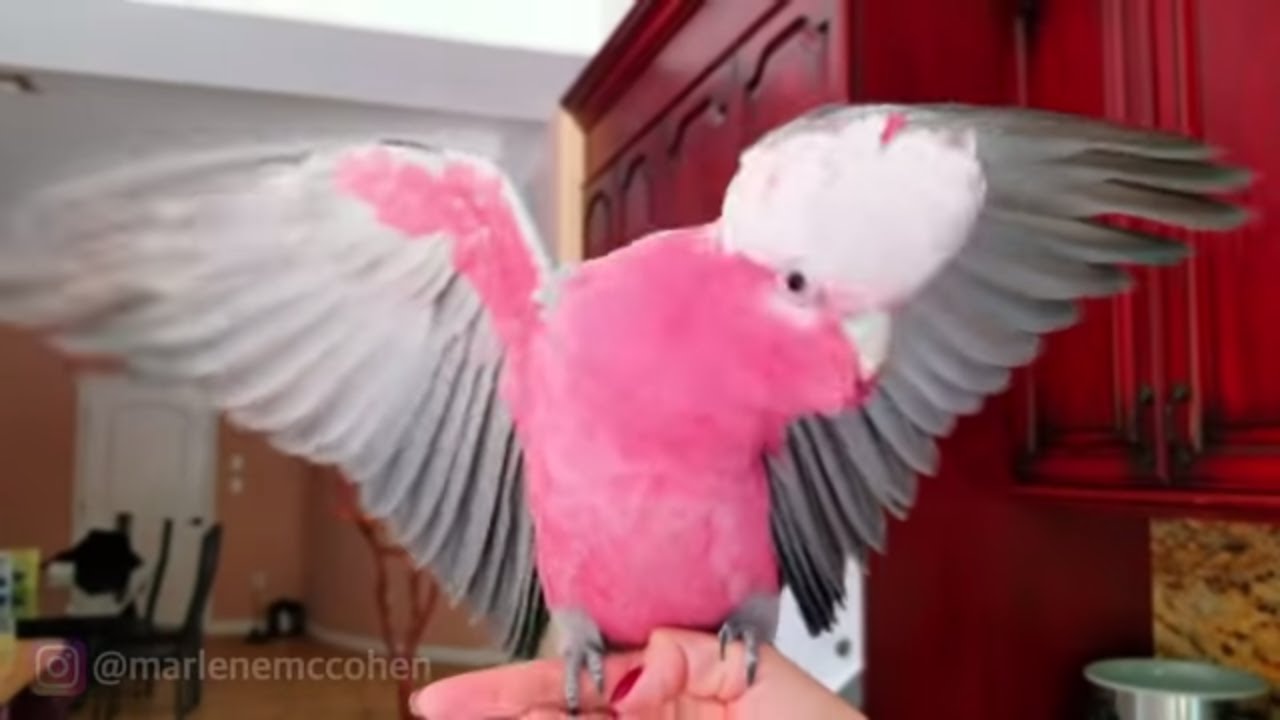 WORLD BEST DANCING PARROT! Rose Breasted Cockatoo Rocks Out To Rave ...