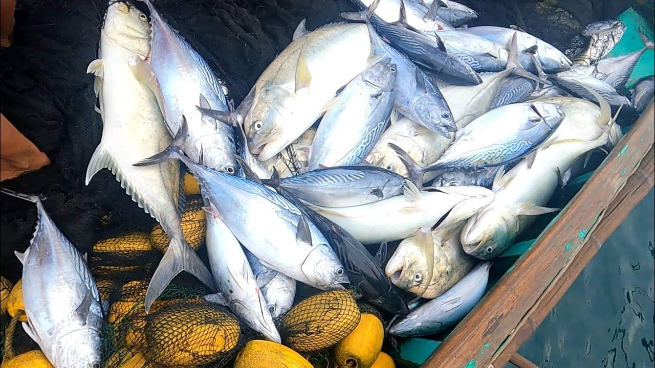 Nakulong maraming tulingan at talakitok | Part - 2 - YouTube