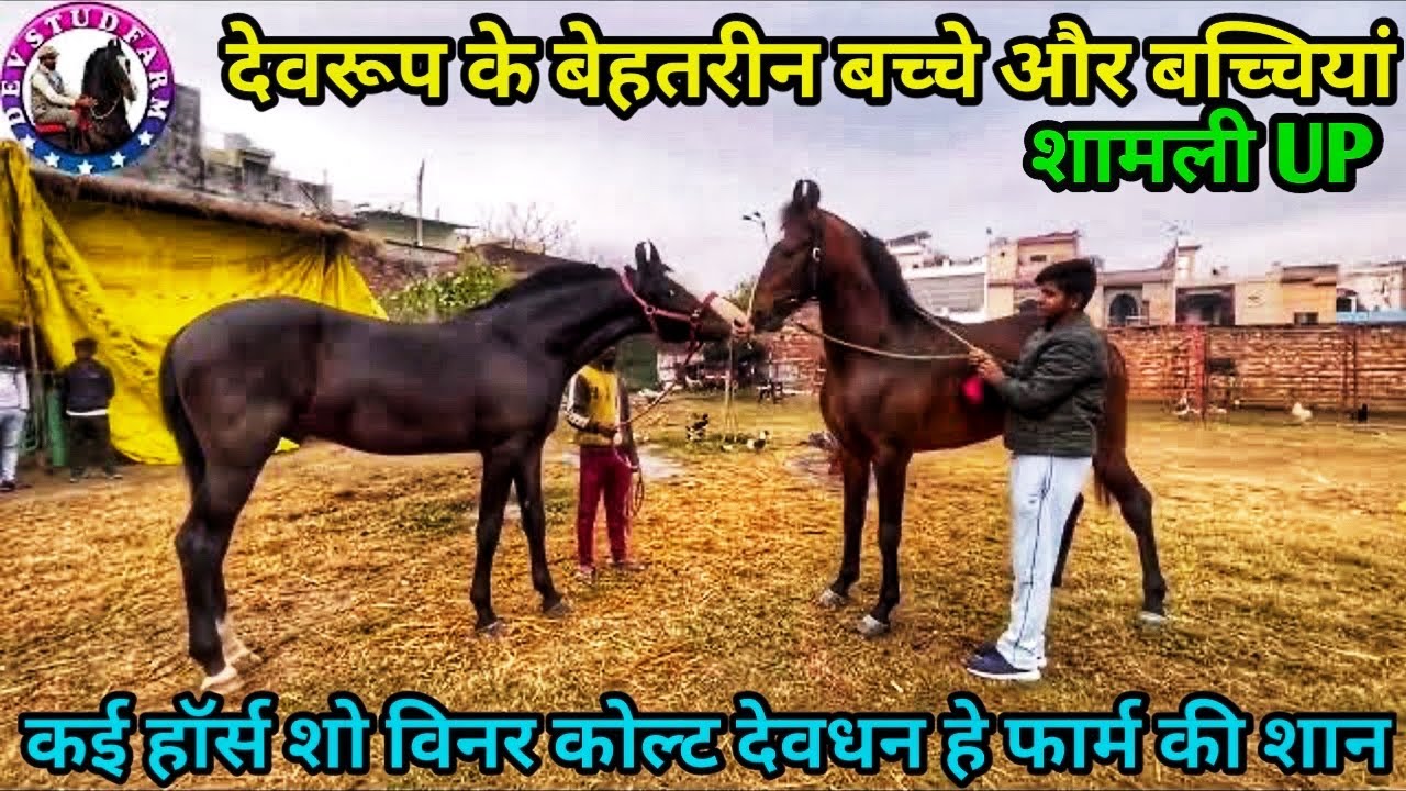 COLT DEVDHAN SIRE BY STALLION DEVROOP - YouTube