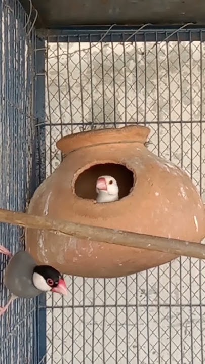 GREY AND WHITE JAVA SPARROW NESTING BREEDING HATCHING - YouTube