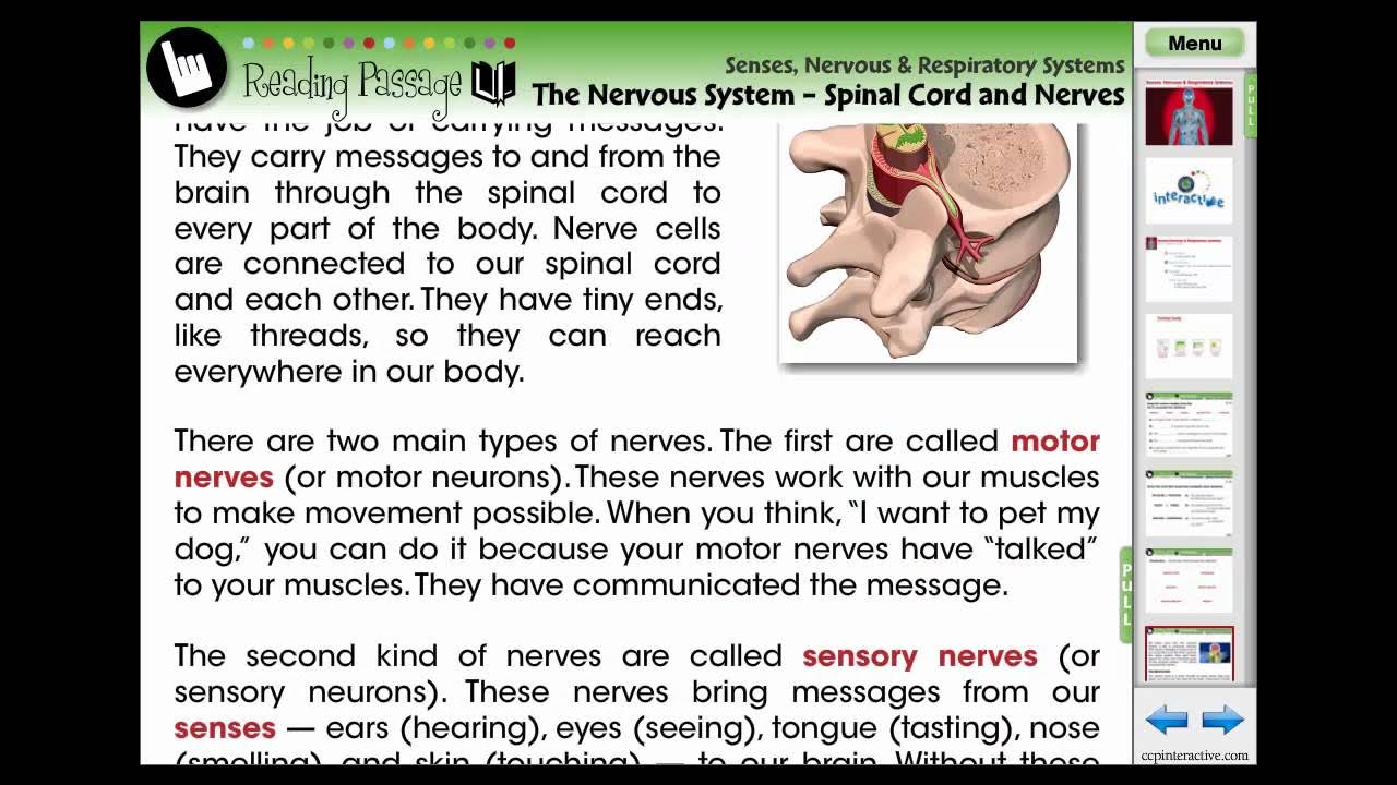 CC7550 Senses, Nervous & Respiratory Systems: The Nervous System ...