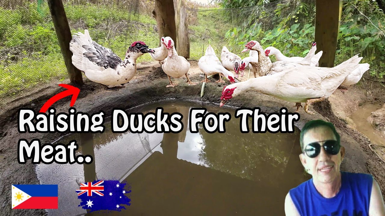 How We RAISE DUCKS For Their Meat - YouTube