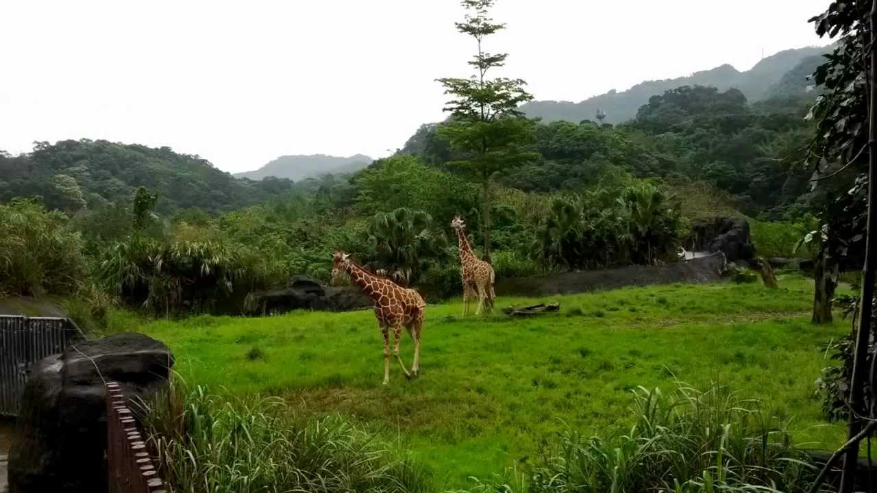 Giraffes and Zebras in Taipei Zoo - YouTube