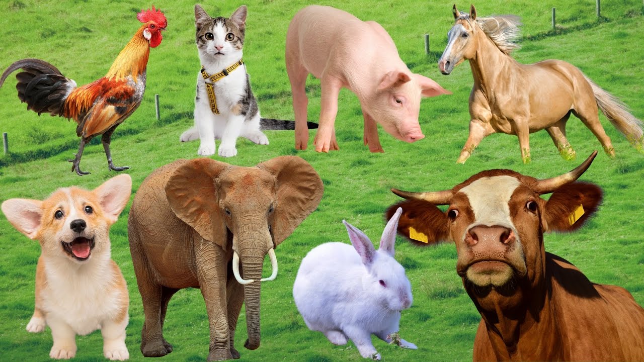 Wonderful Farm Animals : Rabbit, Goat, Cow, Chicken, Cat, Dog, Sheep ...