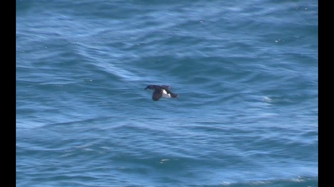 Common Diving Petrels, South Georgia, South Atlantic, April 2018 - YouTube