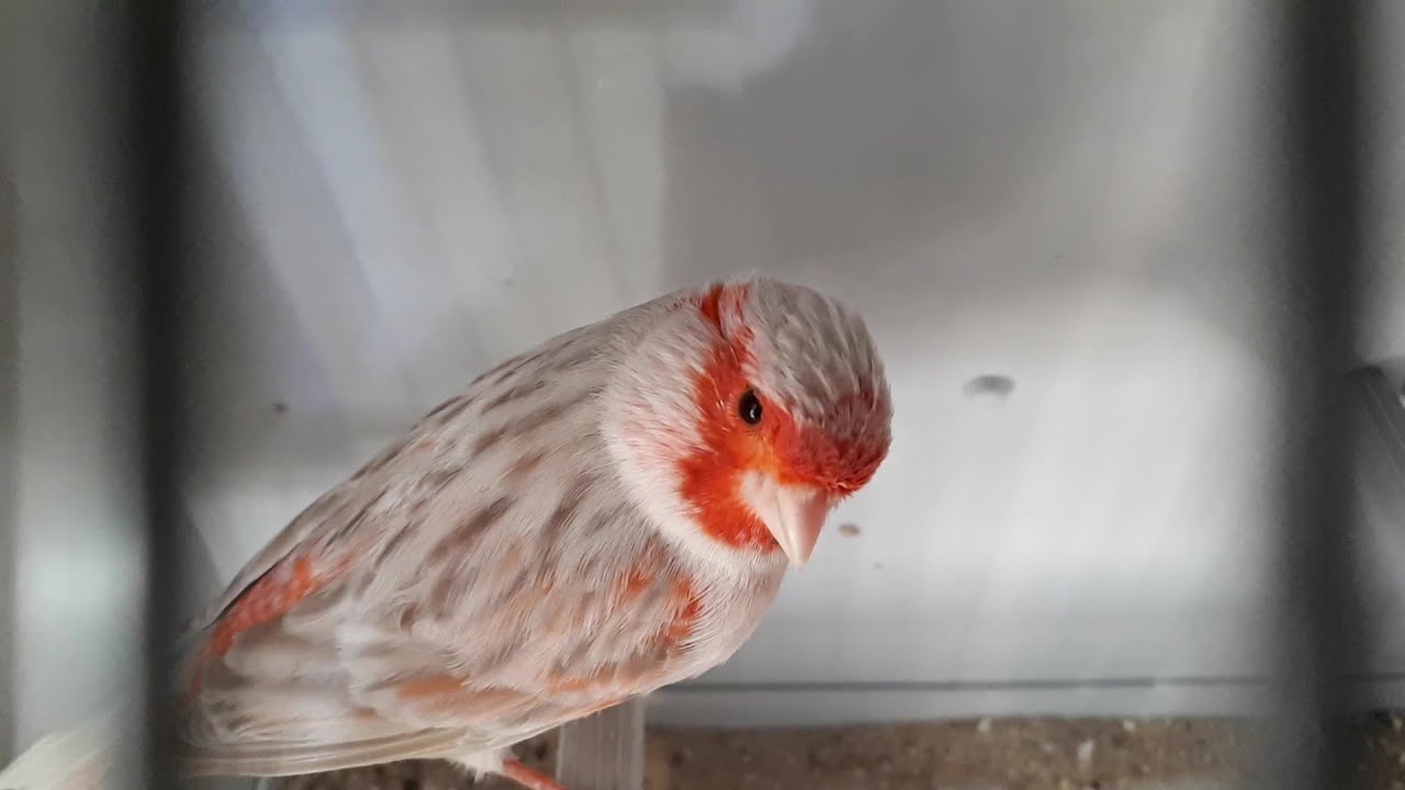 CANARI ISABELLE ROUGE MOSAÏQUE - RED ISABEL MOSAIC - ISABELLA ROSSO ...